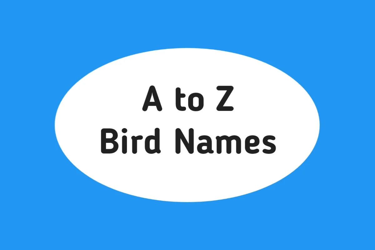 A To Z Bird Names